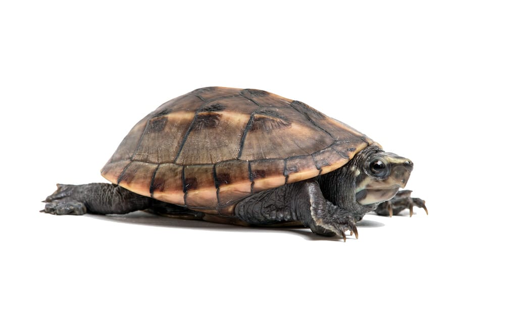 Quelle Tortue d'Eau Choisir : Guide du Débutant - Univers Tortue